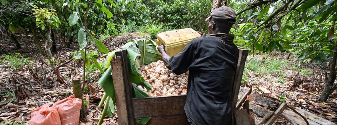 Cocoa supply chains having ‘huge’ environmental impact in Africa – 中品供应链